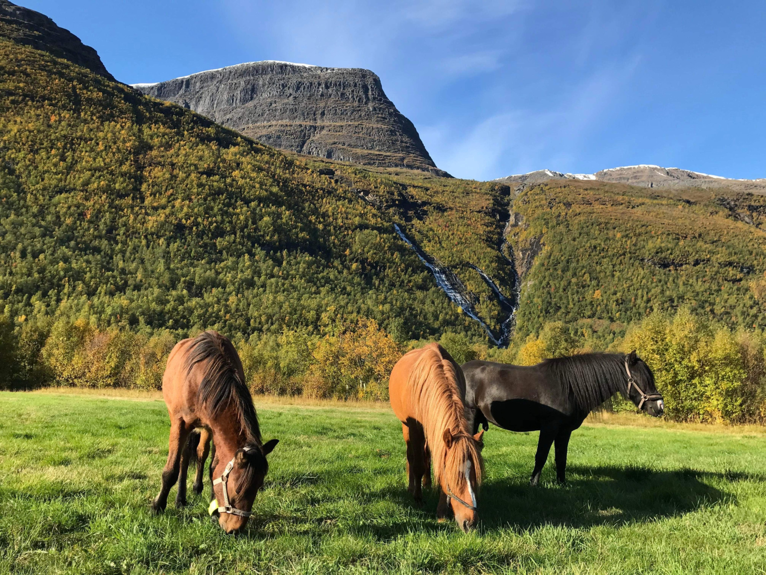 Lyngshest - Ivguheasta - Samiske veivisere